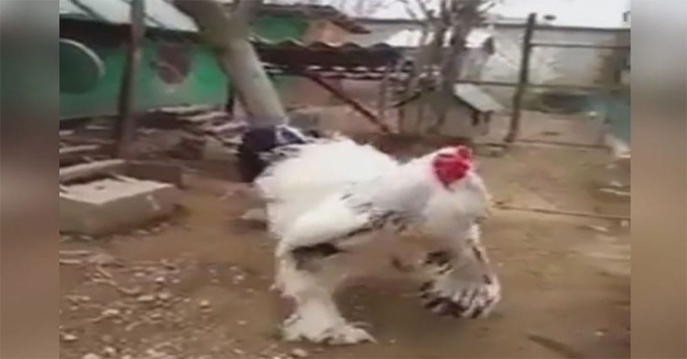 Meet the Giant Chicken That's Taking the Internet by Storm